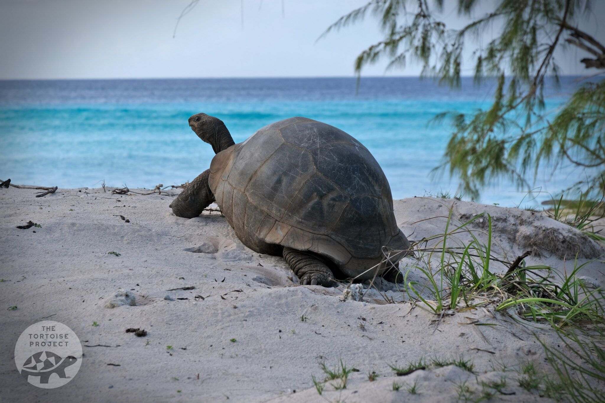 The Tortoises of Aldabra – The Tortoise Project